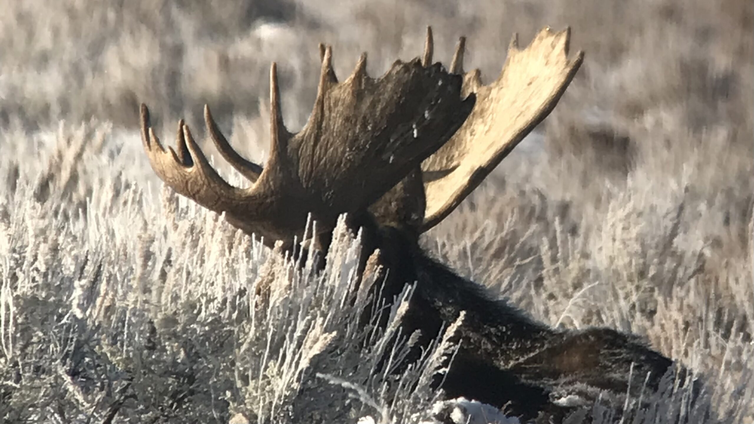 Grand Teton Wildlife Tours - Jackson Hole Wildlife Safari