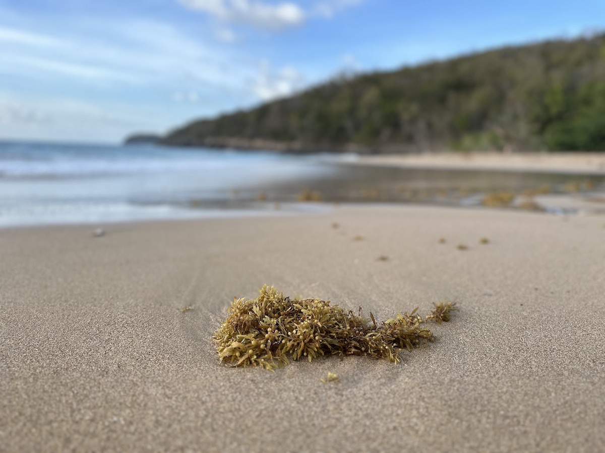 How to Avoid Sargassum Seaweed in the Caribbean