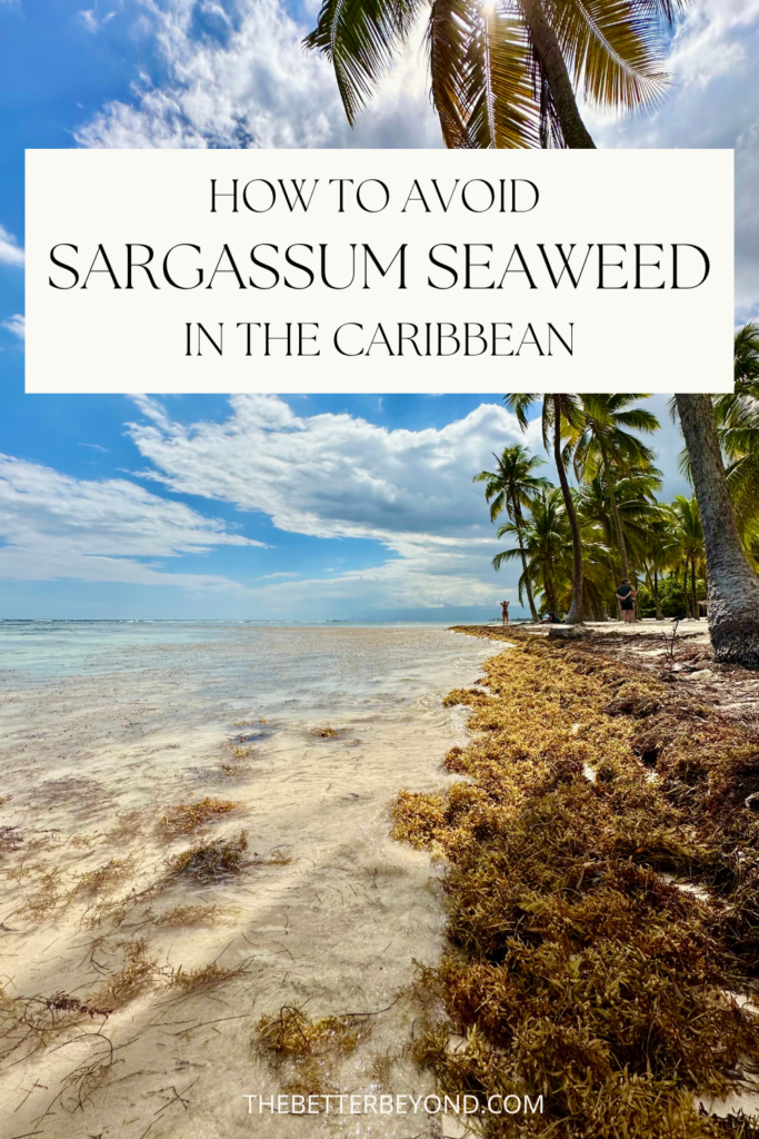 How to Avoid Sargassum Seaweed in the Caribbean How to Avoid Sargassum Seaweed in the Caribbean