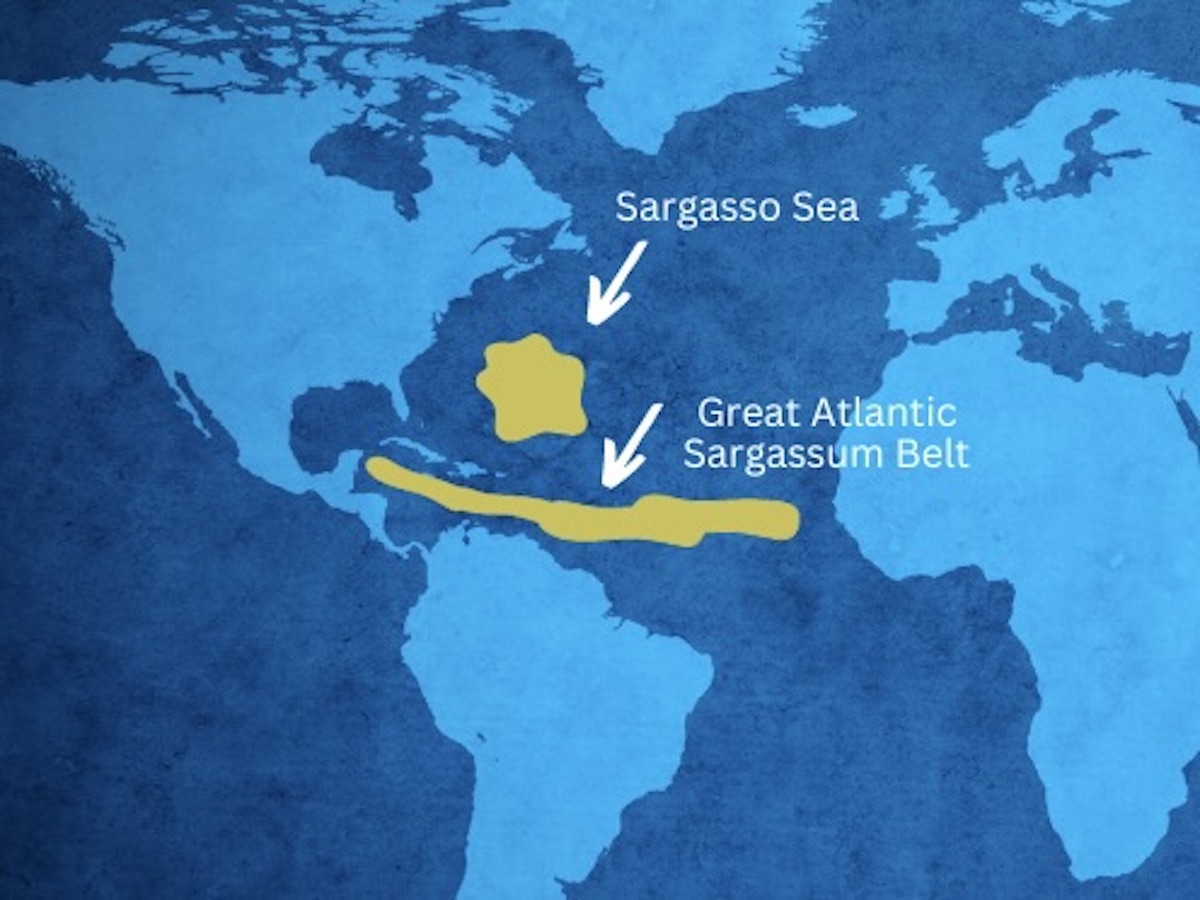 How to Avoid Sargassum Seaweed in the Caribbean